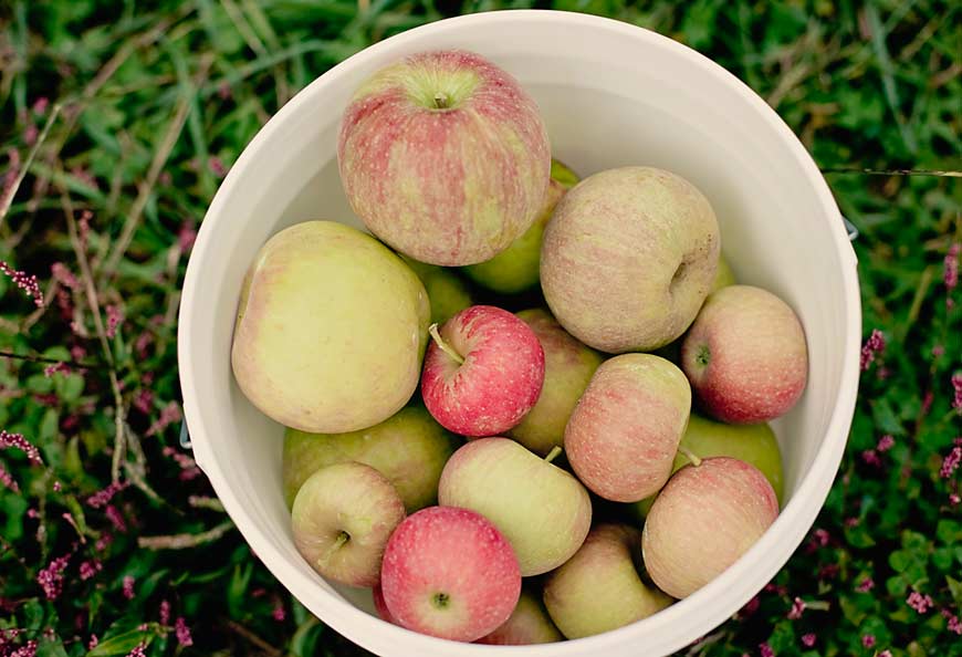afternoon in the orchard - Shea Mayberry Photography